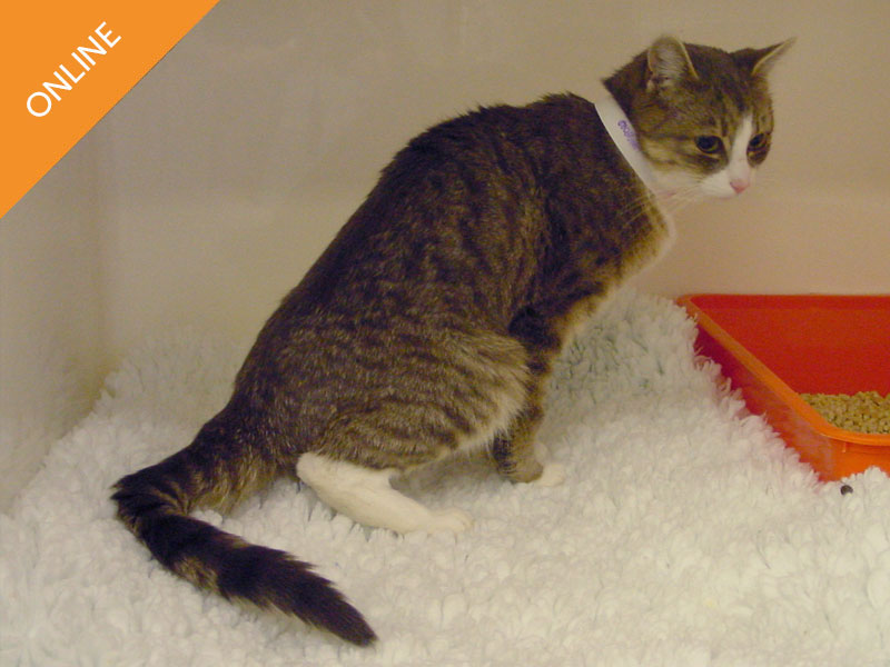 Successful-management-of-feline-idiopathic-cystitis